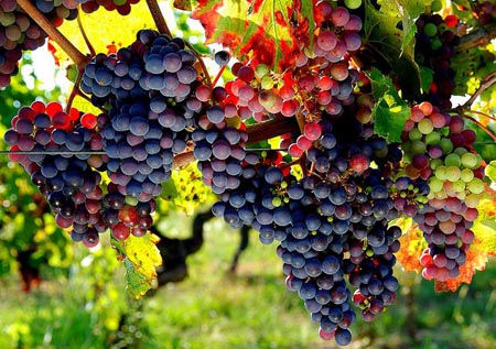 Raisin bio ail et soja pour la pression artérielle - Raisin bio